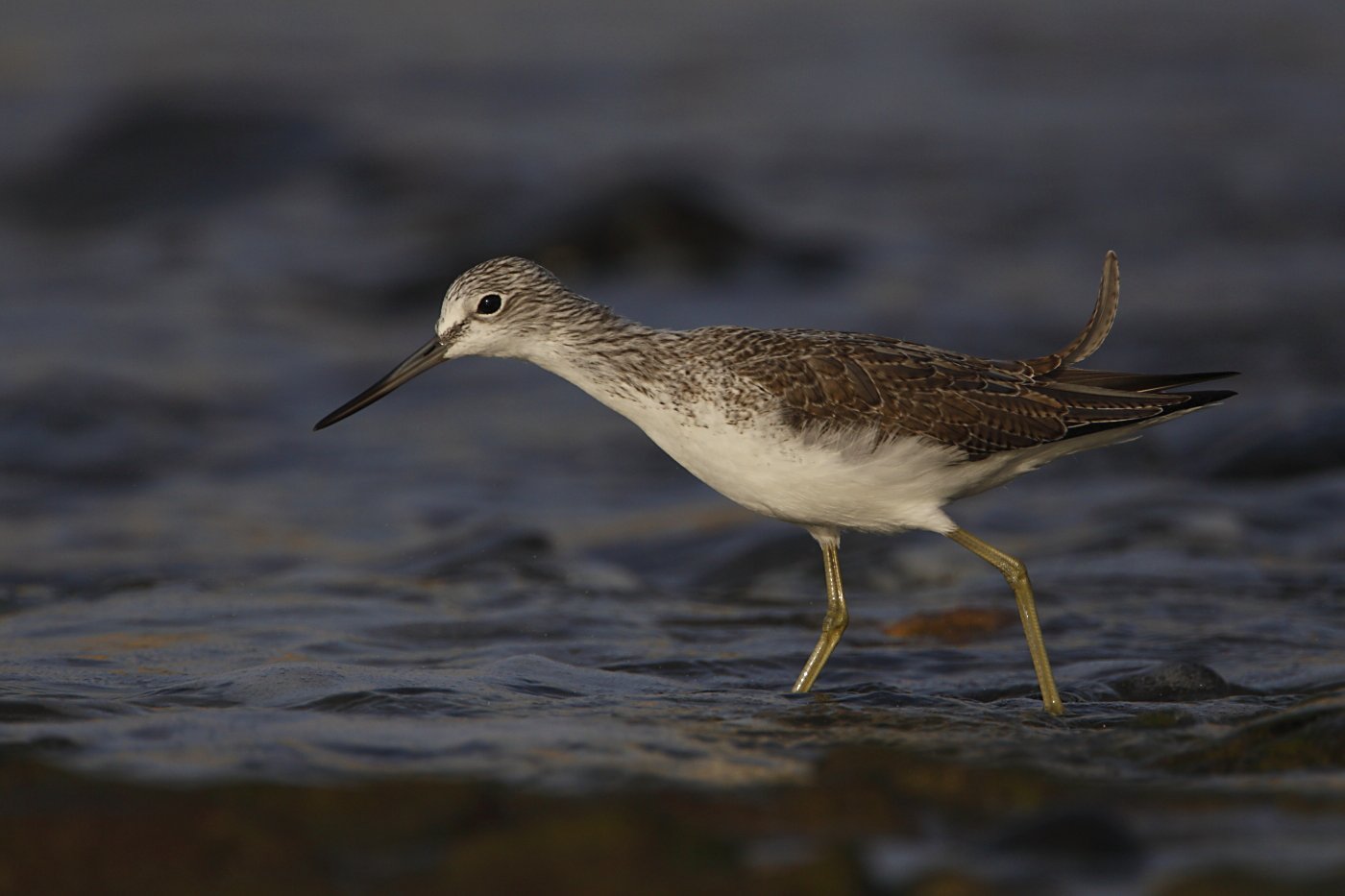 Manfred Petz | Naturfoto-Team-Limes