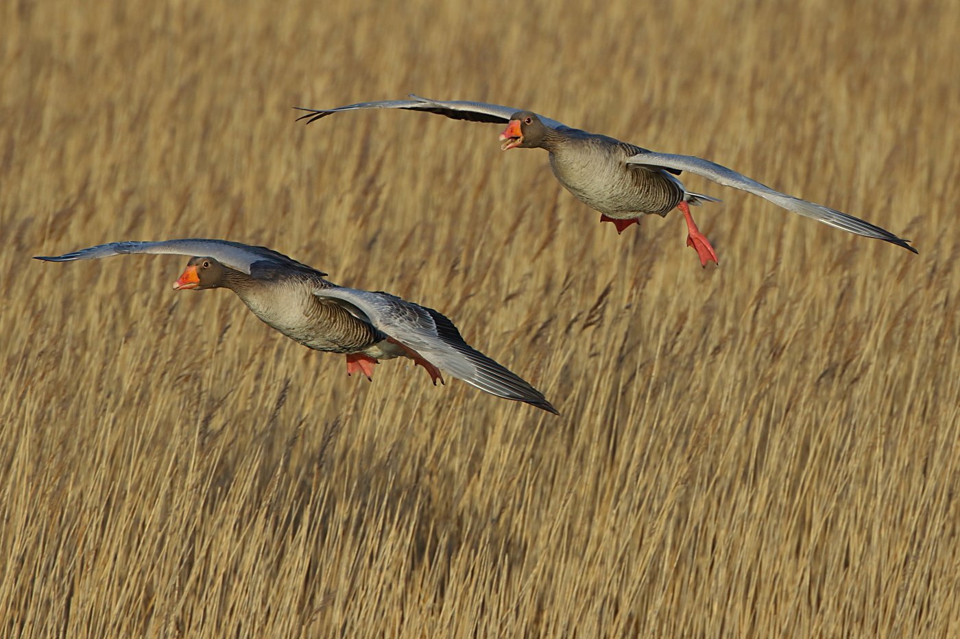 Manfred Petz | Naturfoto-Team-Limes