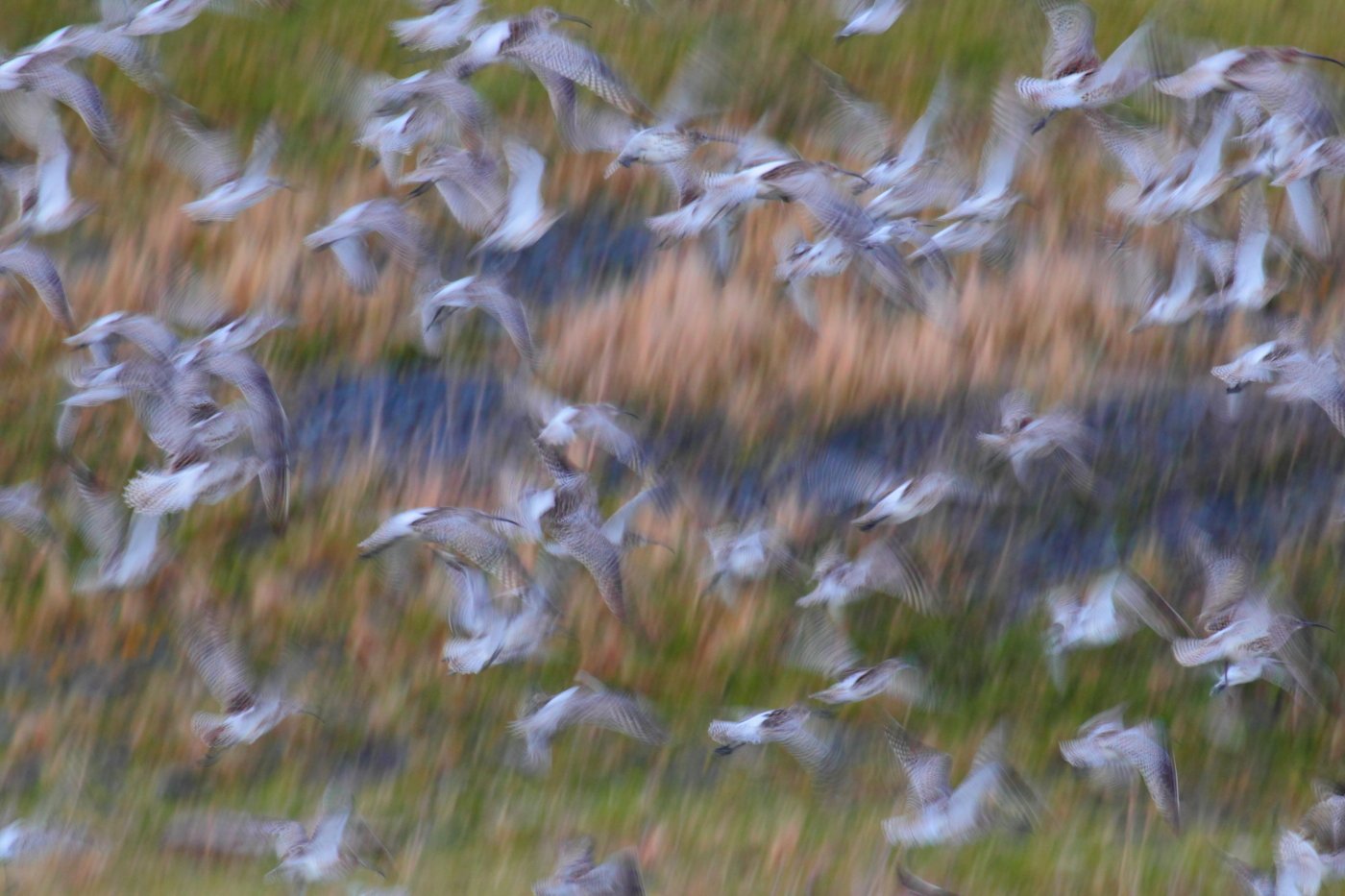 Manfred Petz | Naturfoto-Team-Limes