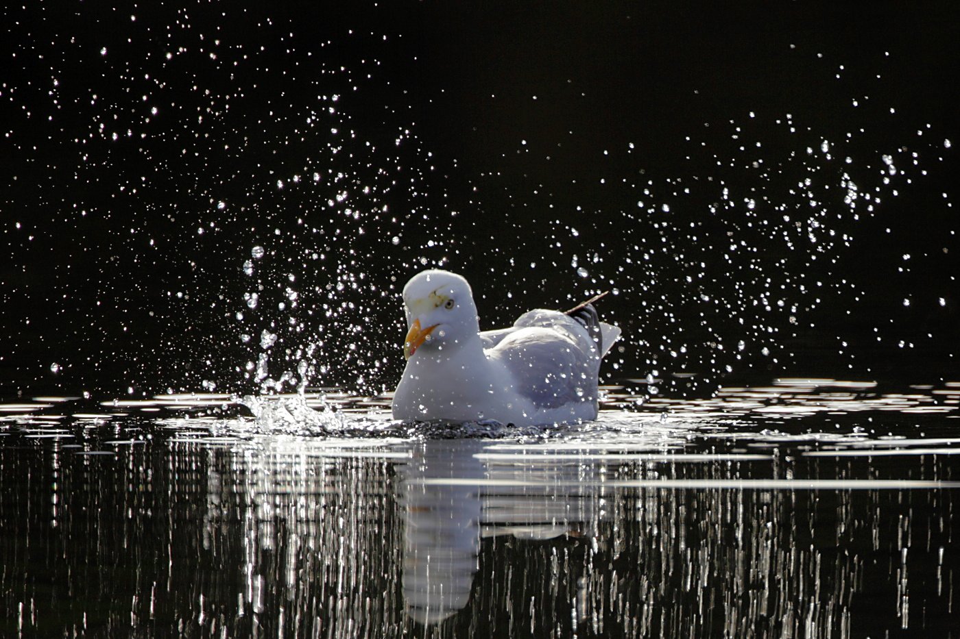 Manfred Petz | Naturfoto-Team-Limes