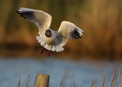 Manfred Petz | Naturfoto-Team-Limes