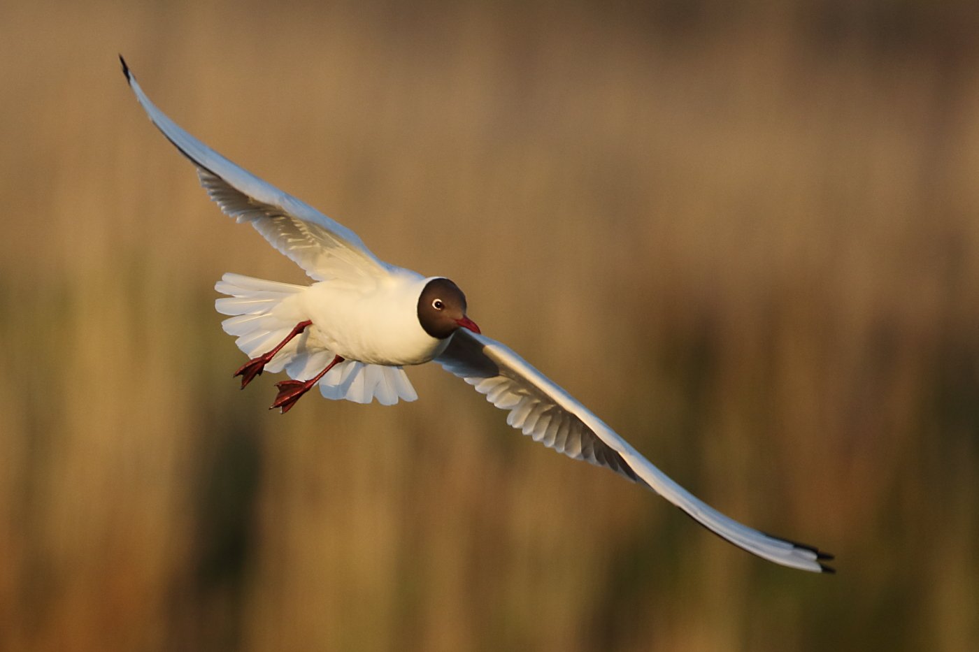 Manfred Petz | Naturfoto-Team-Limes