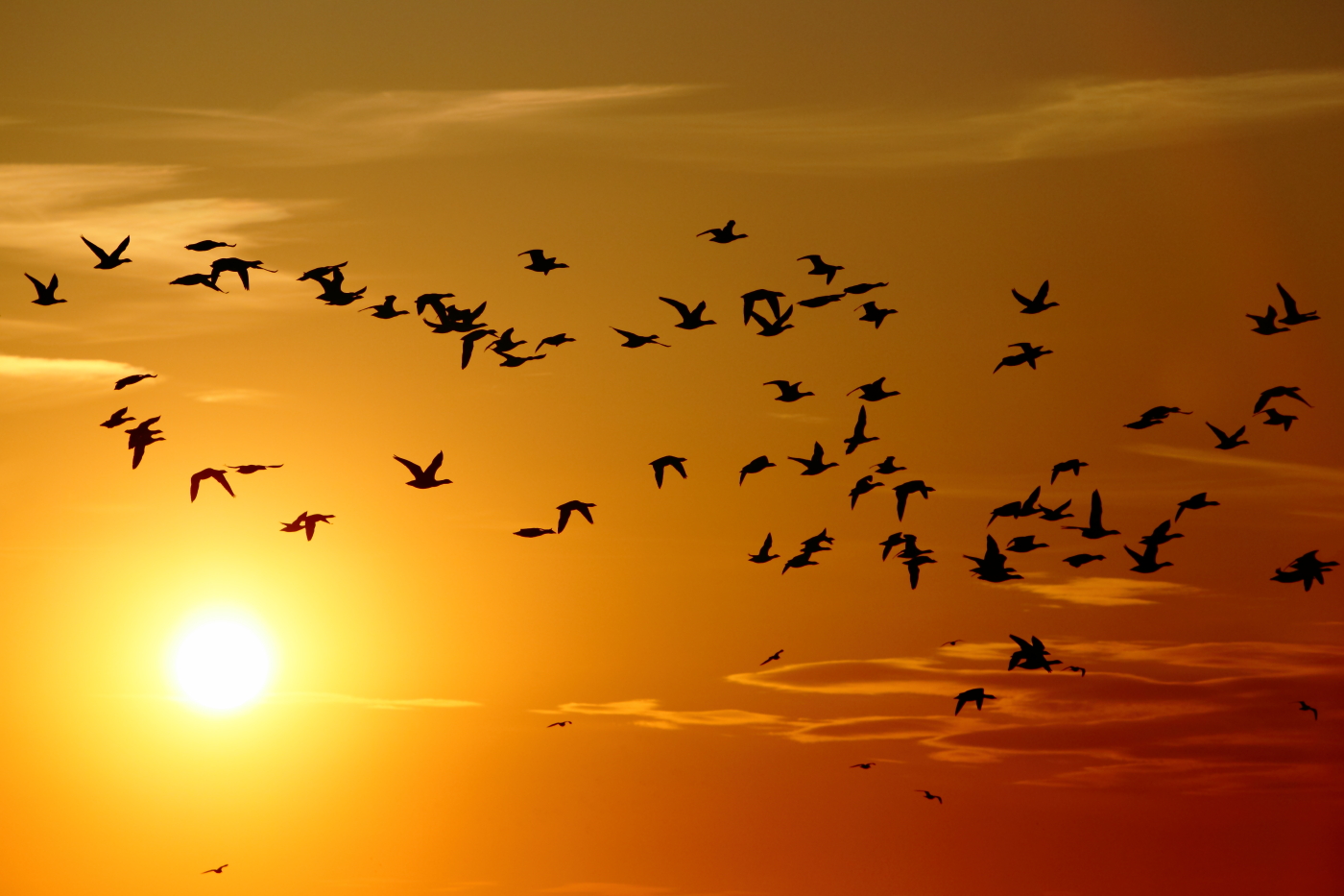 Manfred Petz | Naturfoto-Team-Limes